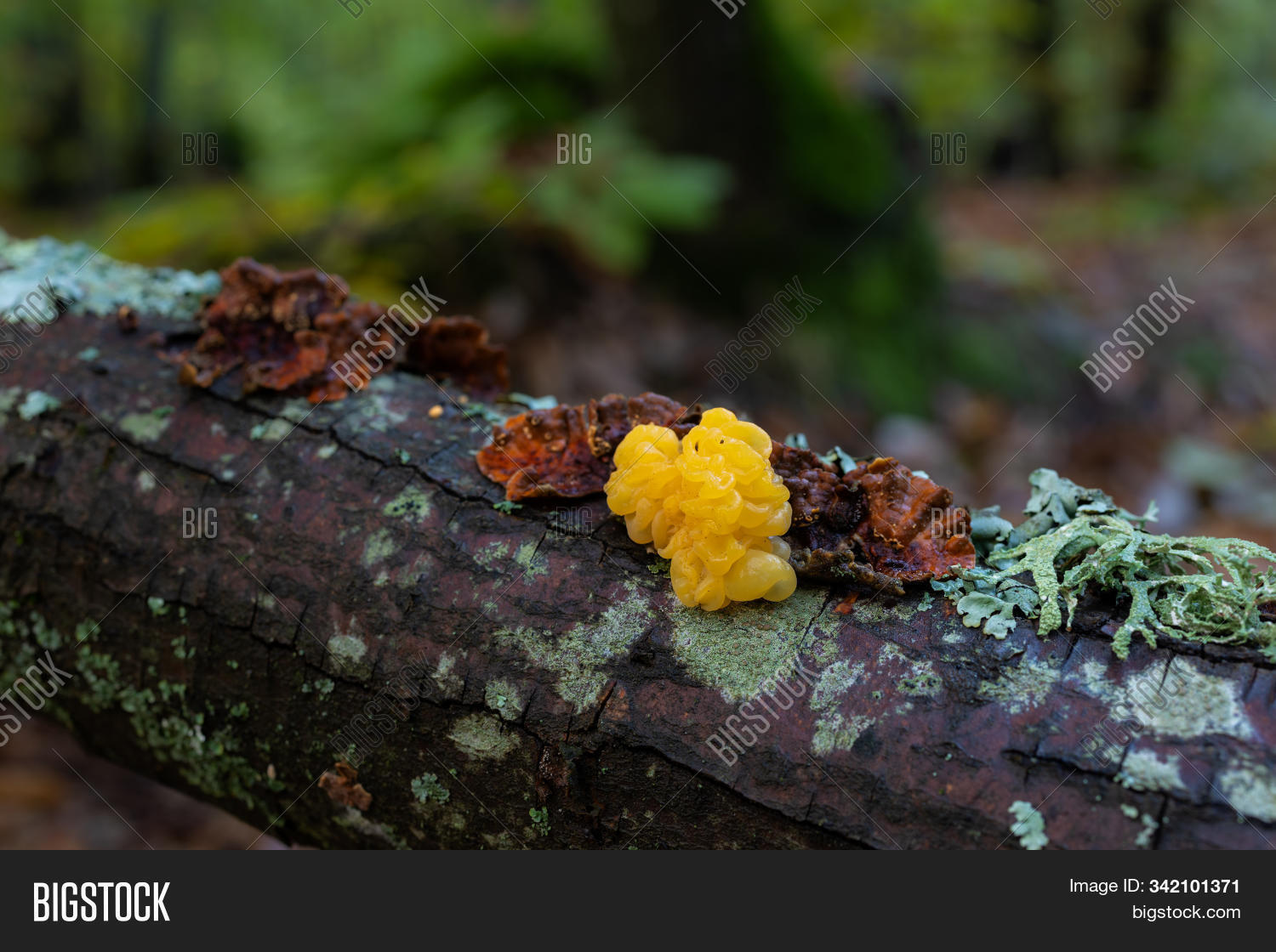 Nice Fungus That Grows Image & Photo (Free Trial) | Bigstock