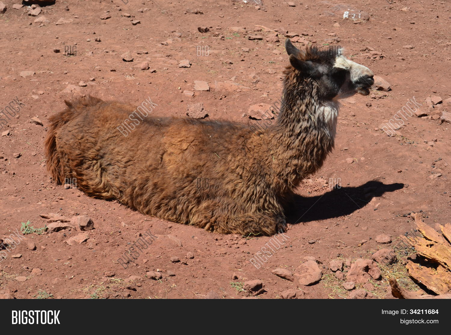 Llama Sitting Down Image & Photo (Free Trial) | Bigstock