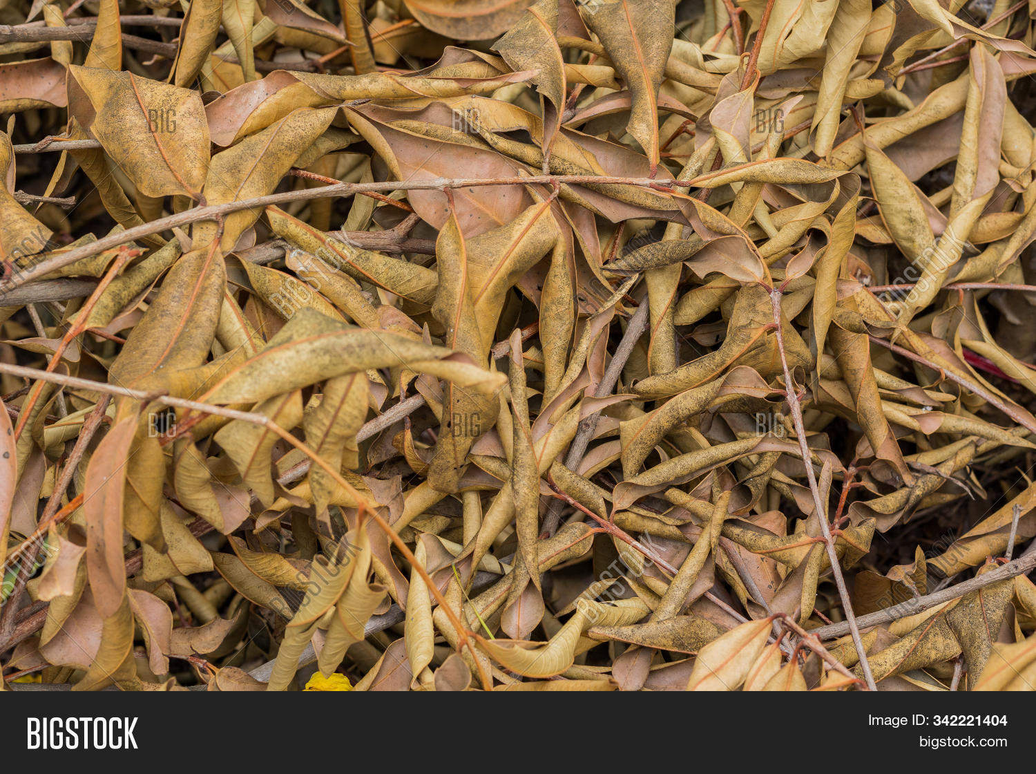 Stack Leaves That Image & Photo (Free Trial) | Bigstock