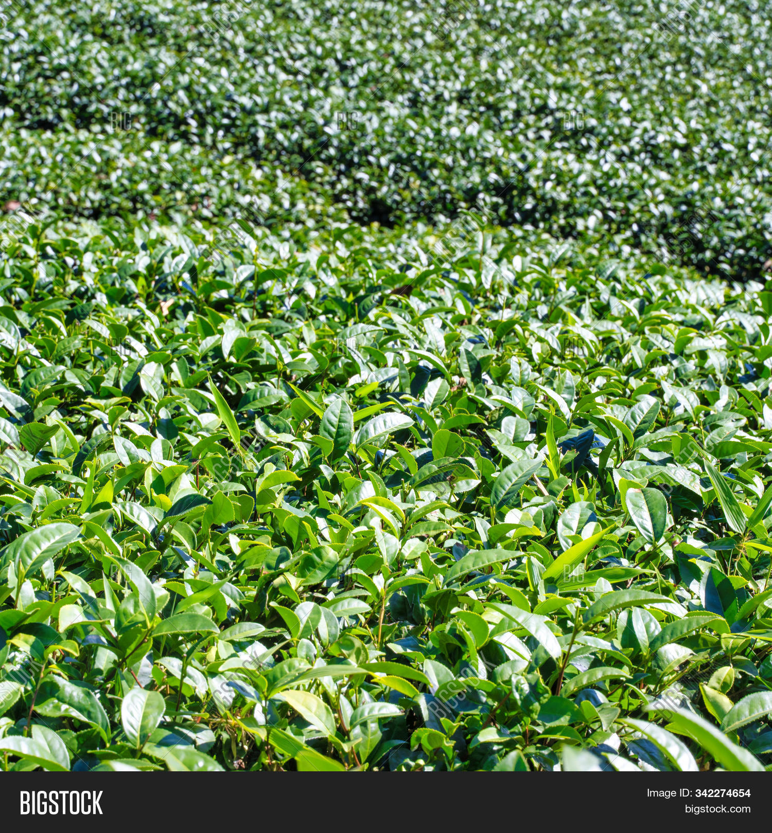 Beautiful Green Tea Image & Photo (Free Trial) | Bigstock