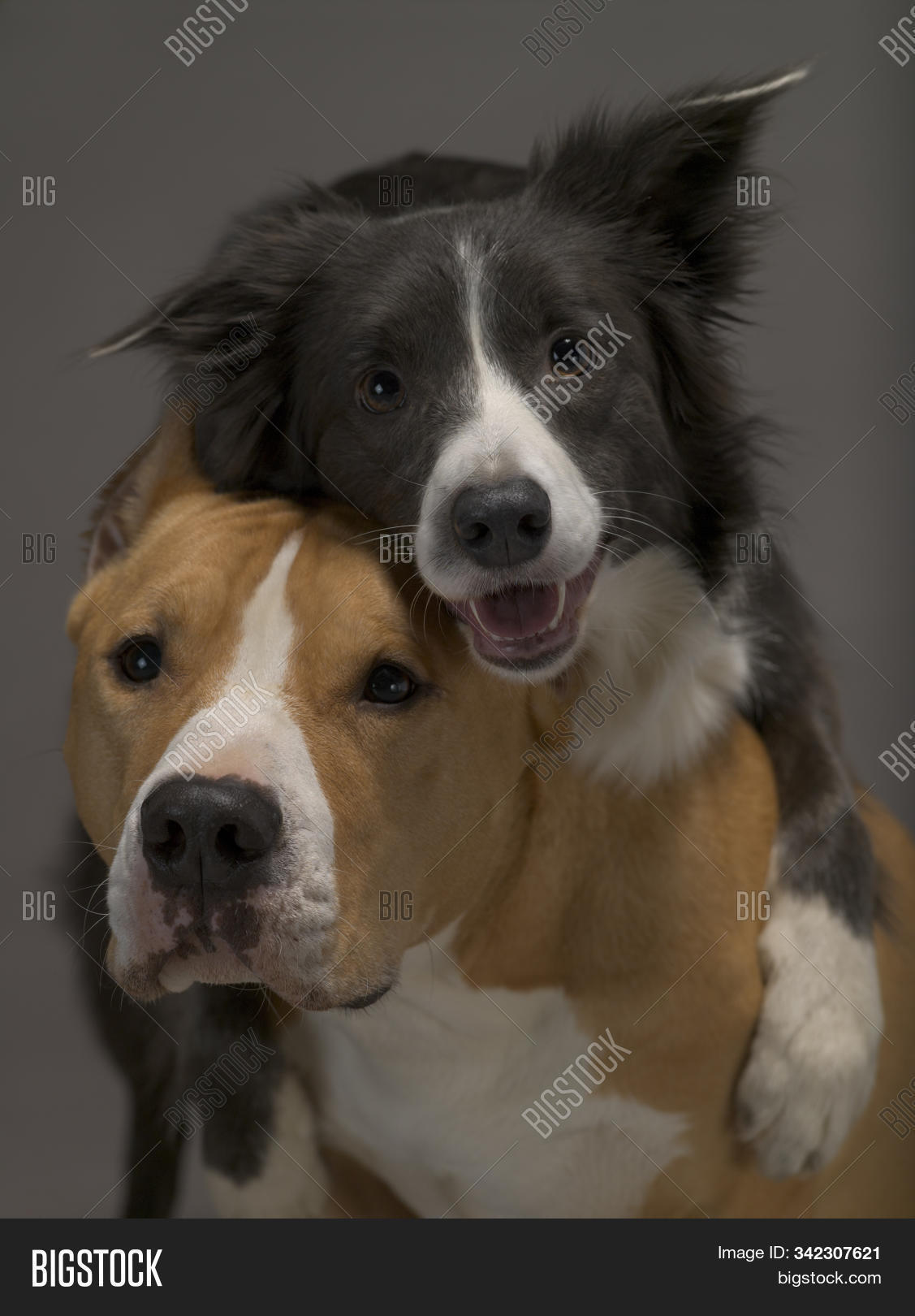 Can A American Pit Bull Terrier And A Border Collie Be Friends