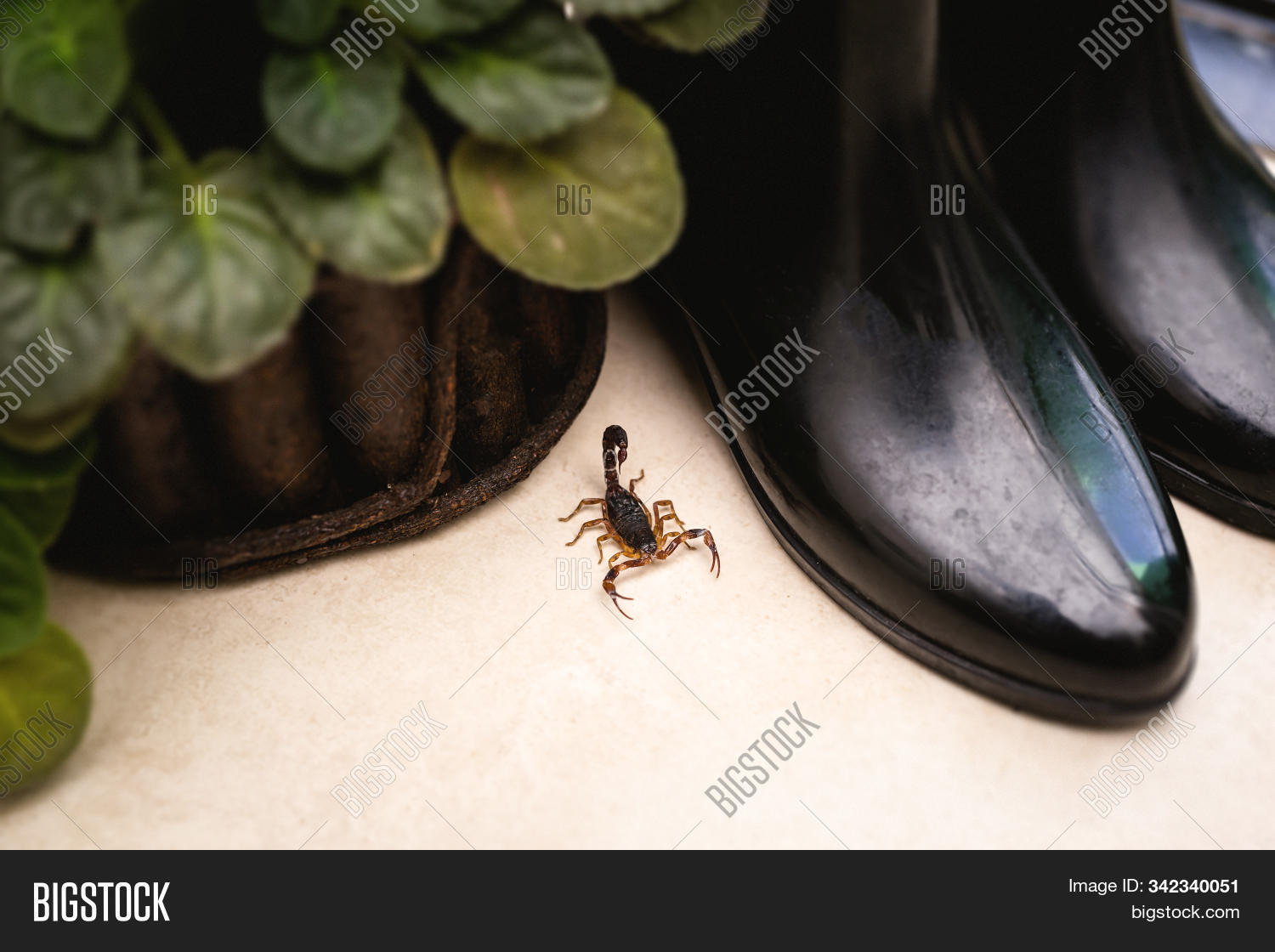 Scorpion Problem, Image & Photo (Free Trial) | Bigstock
