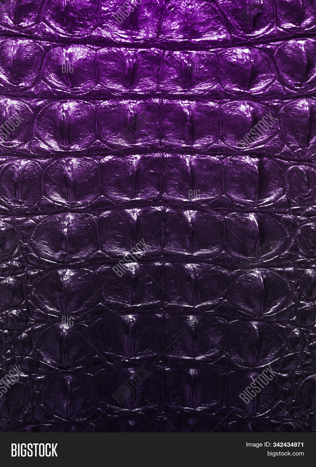 Colorful Snake Scales Close Up