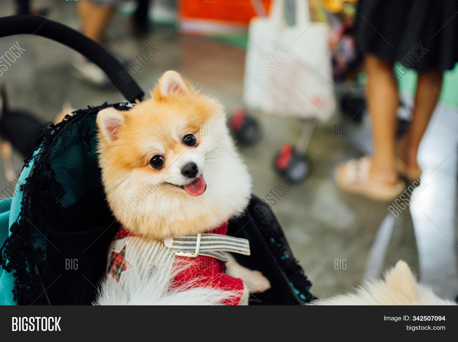 Asian Dog Owner Dog Image & Photo (Free Trial) | Bigstock