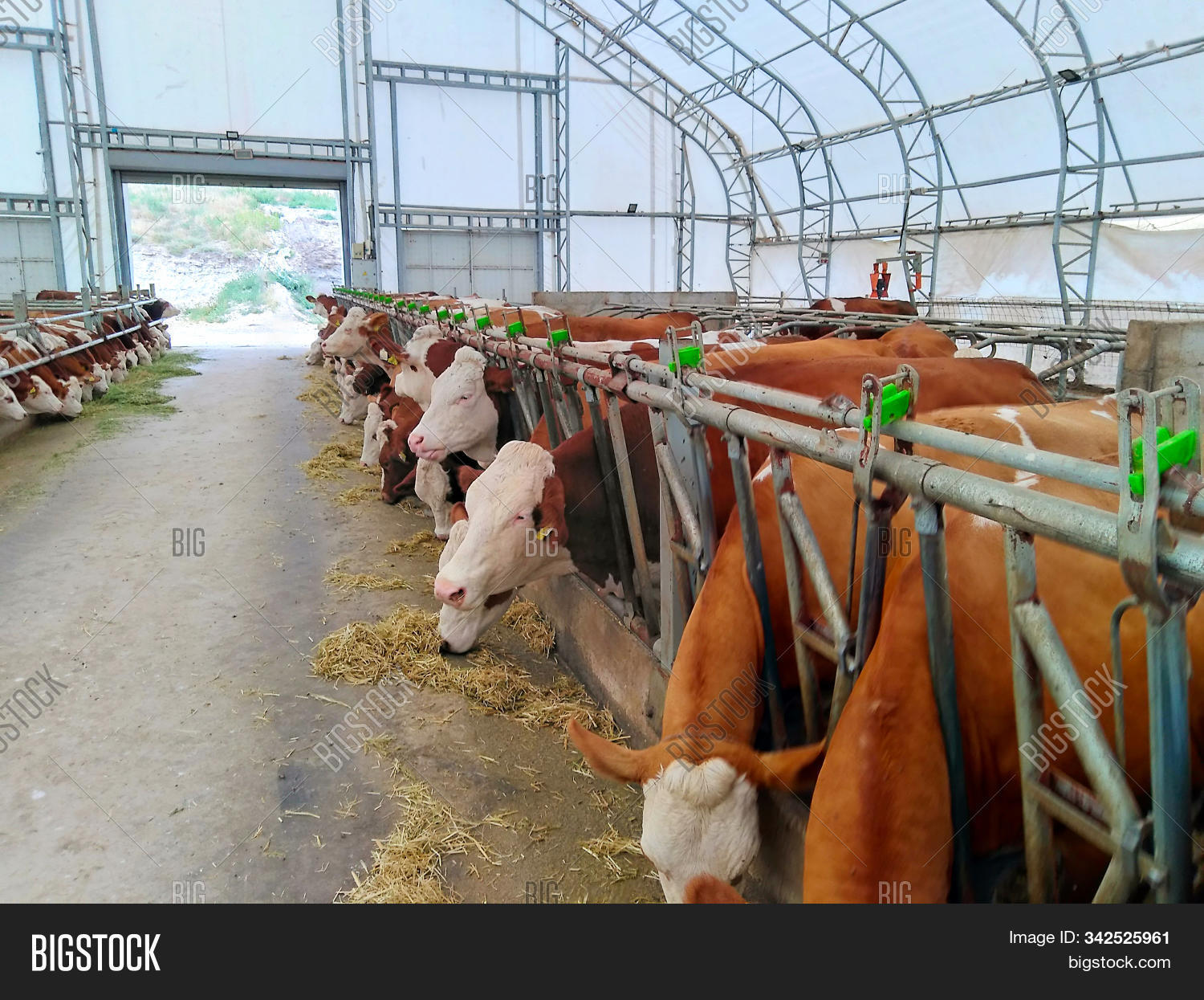 Fattening Farm. Big Image & Photo (Free Trial) | Bigstock
