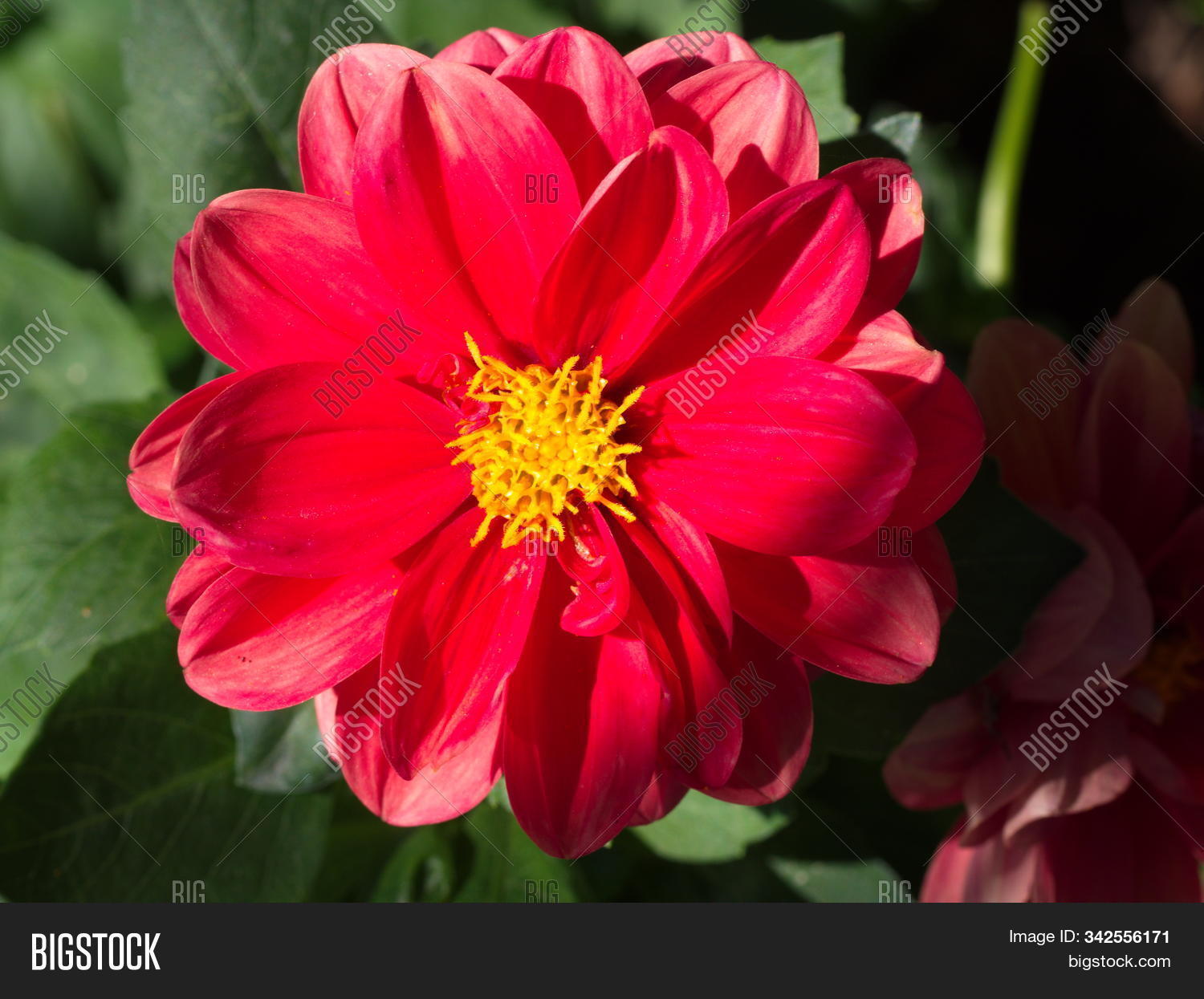 Red Cosmos Flower. Image & Photo (Free Trial) | Bigstock
