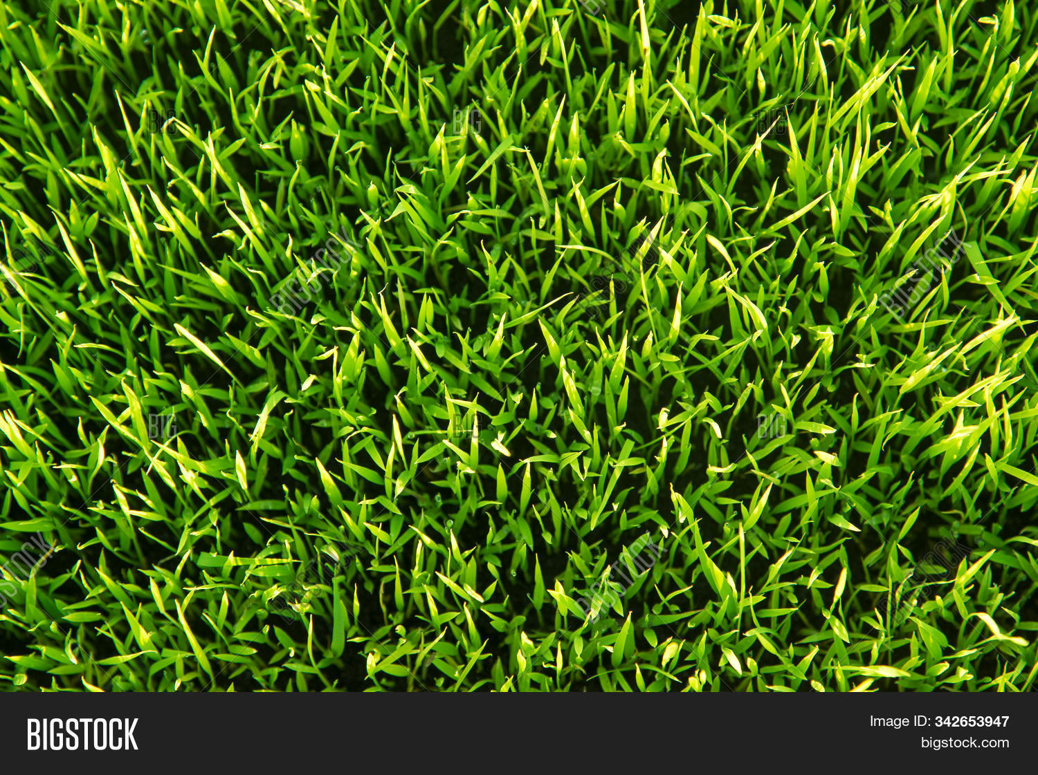 Top View Closeup Green Image & Photo (Free Trial) | Bigstock