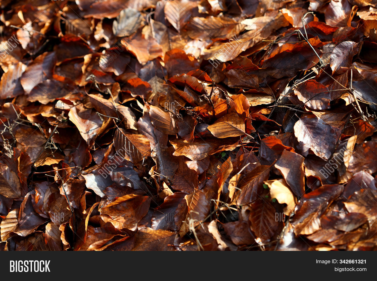 Winter Dead Leafs On Image & Photo (Free Trial) | Bigstock