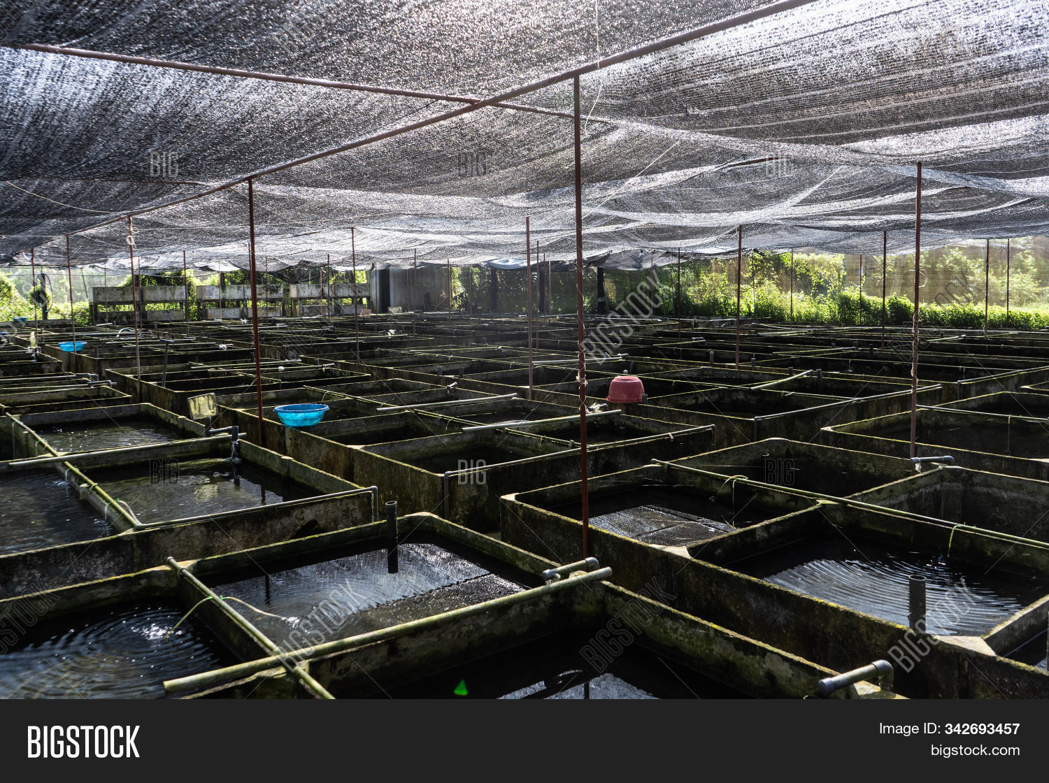 Ornamental Fish Farm Image & Photo (Free Trial) | Bigstock