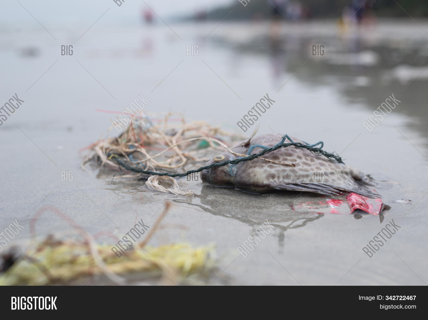 Plastic Pollution Image & Photo (Free Trial) | Bigstock