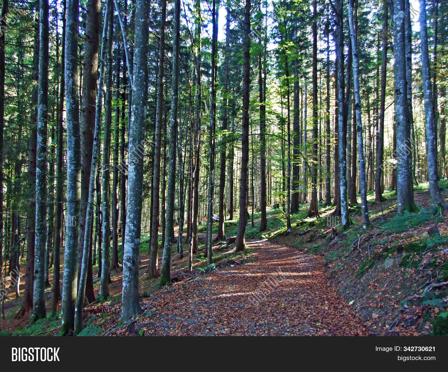 Mixed Forests Trees On Image & Photo (Free Trial) | Bigstock