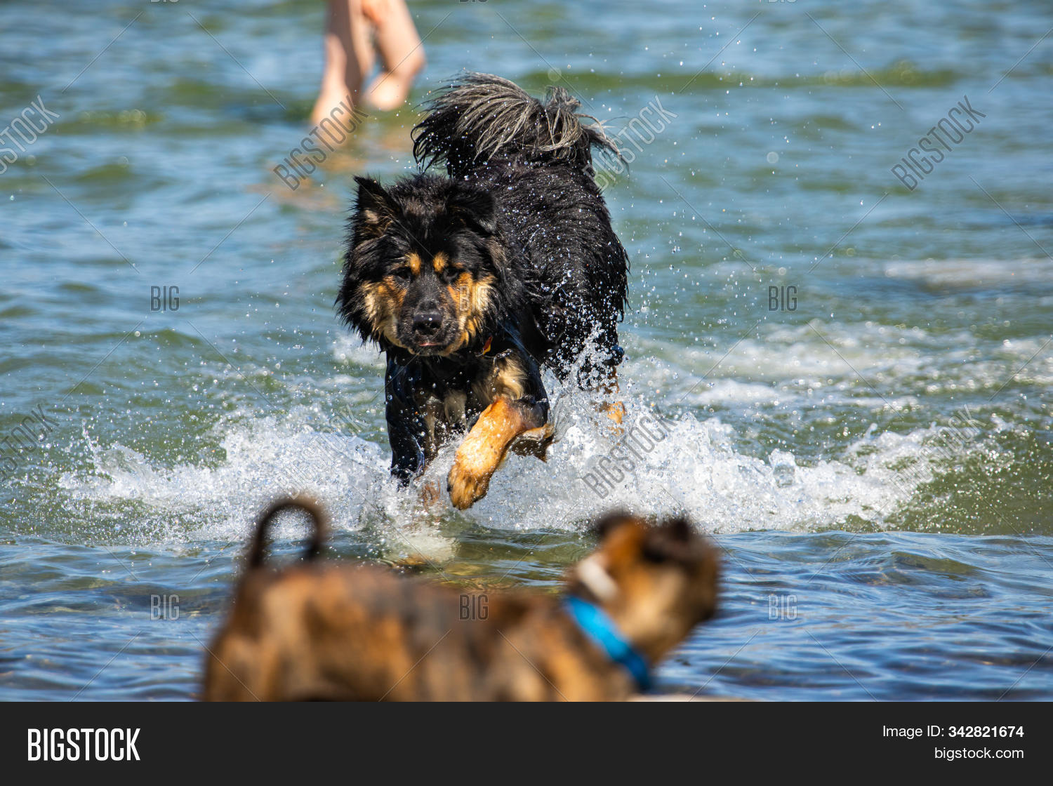 Big Black Dog Running Image & Photo (Free Trial) | Bigstock
