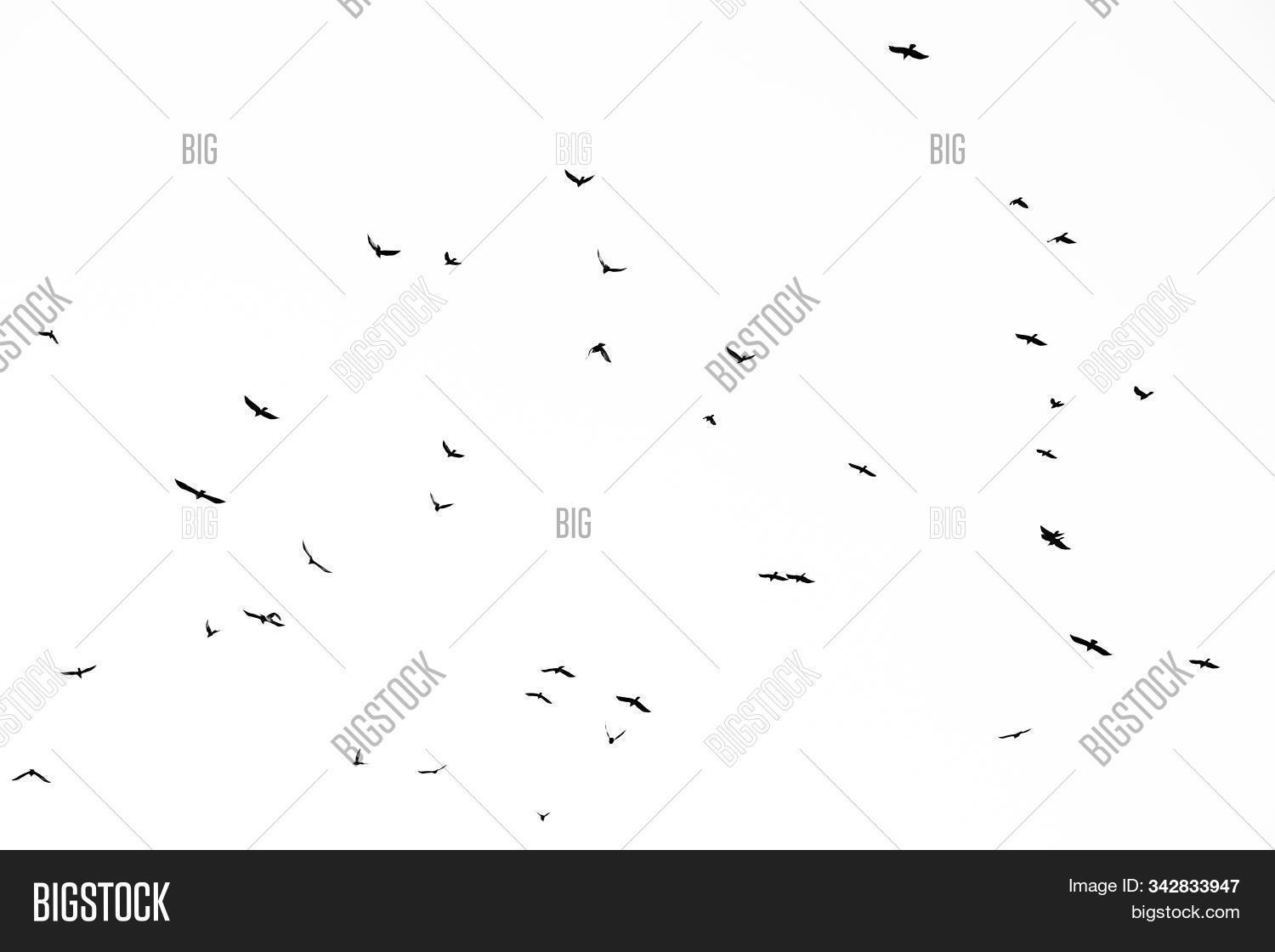 Flying Crows Hi-res Image & Photo (Free Trial) | Bigstock