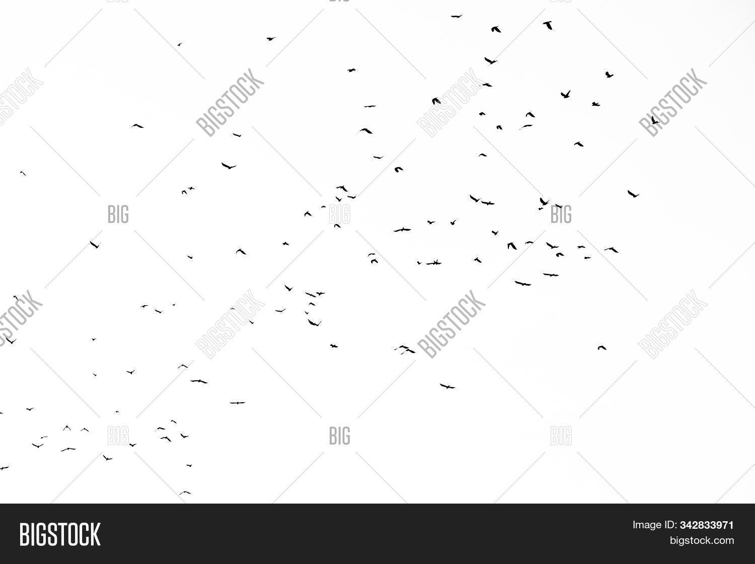 Flying Crows Hi-res Image & Photo (Free Trial) | Bigstock