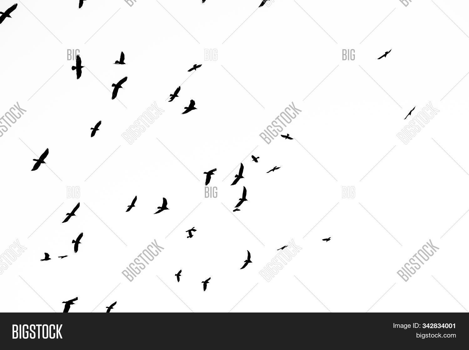 Flying Crows Hi-res Image & Photo (Free Trial) | Bigstock