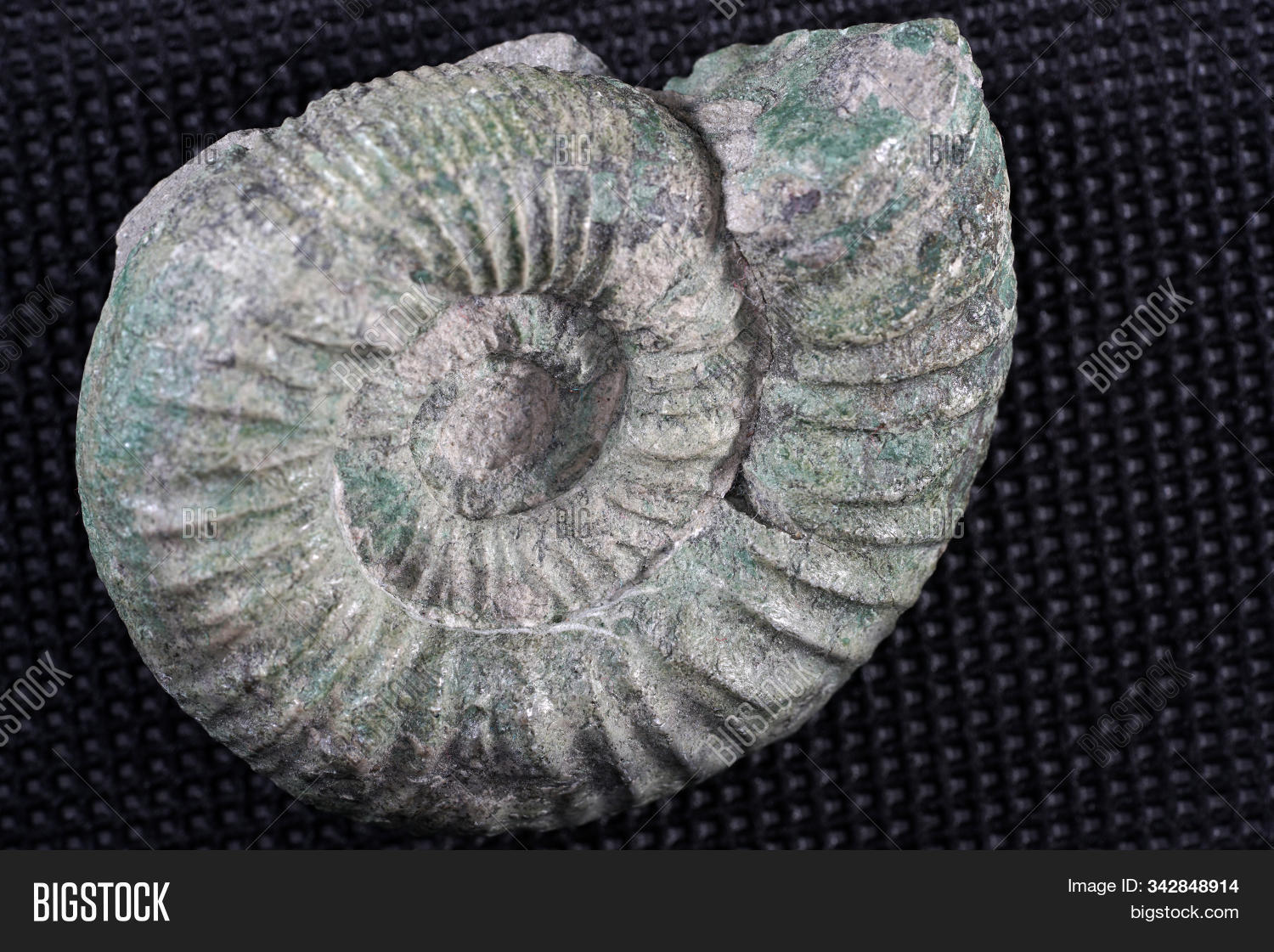 Ammonites Extinct Image & Photo (Free Trial) | Bigstock