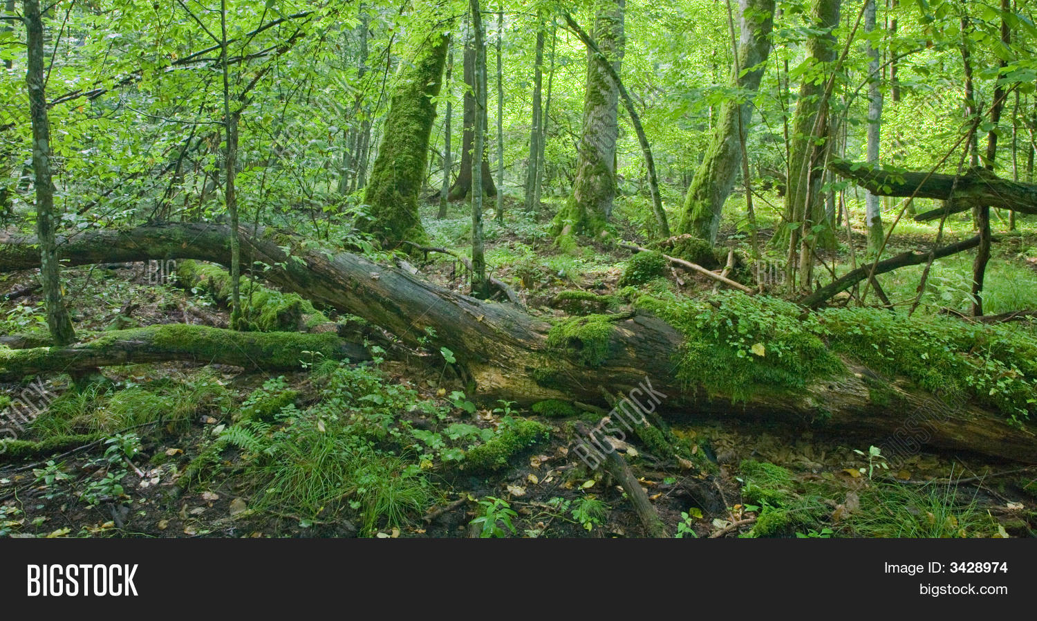 Giant Dead Moss Lying Image & Photo (Free Trial) | Bigstock