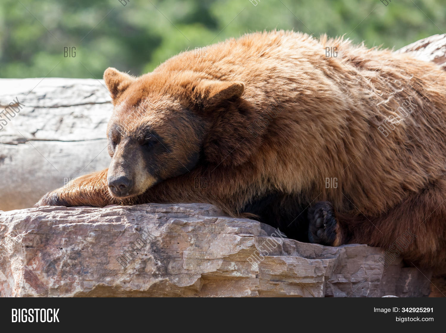 Large Brown Bear Takes Image & Photo (Free Trial) | Bigstock