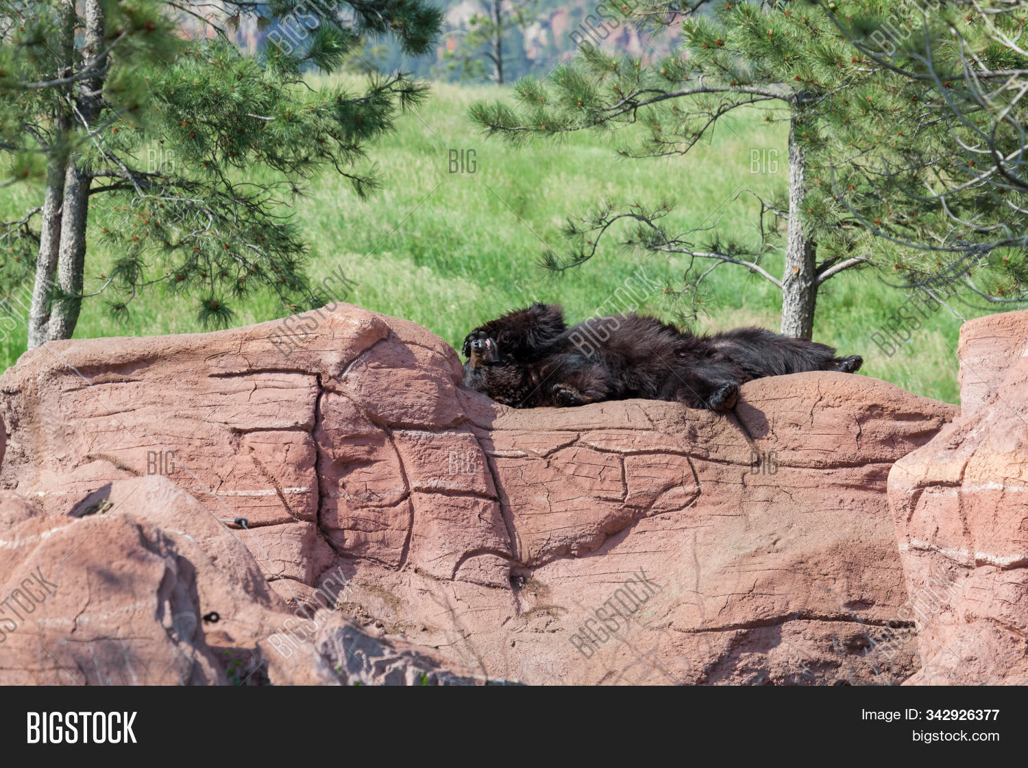 Large Black Bear Image & Photo (Free Trial) | Bigstock