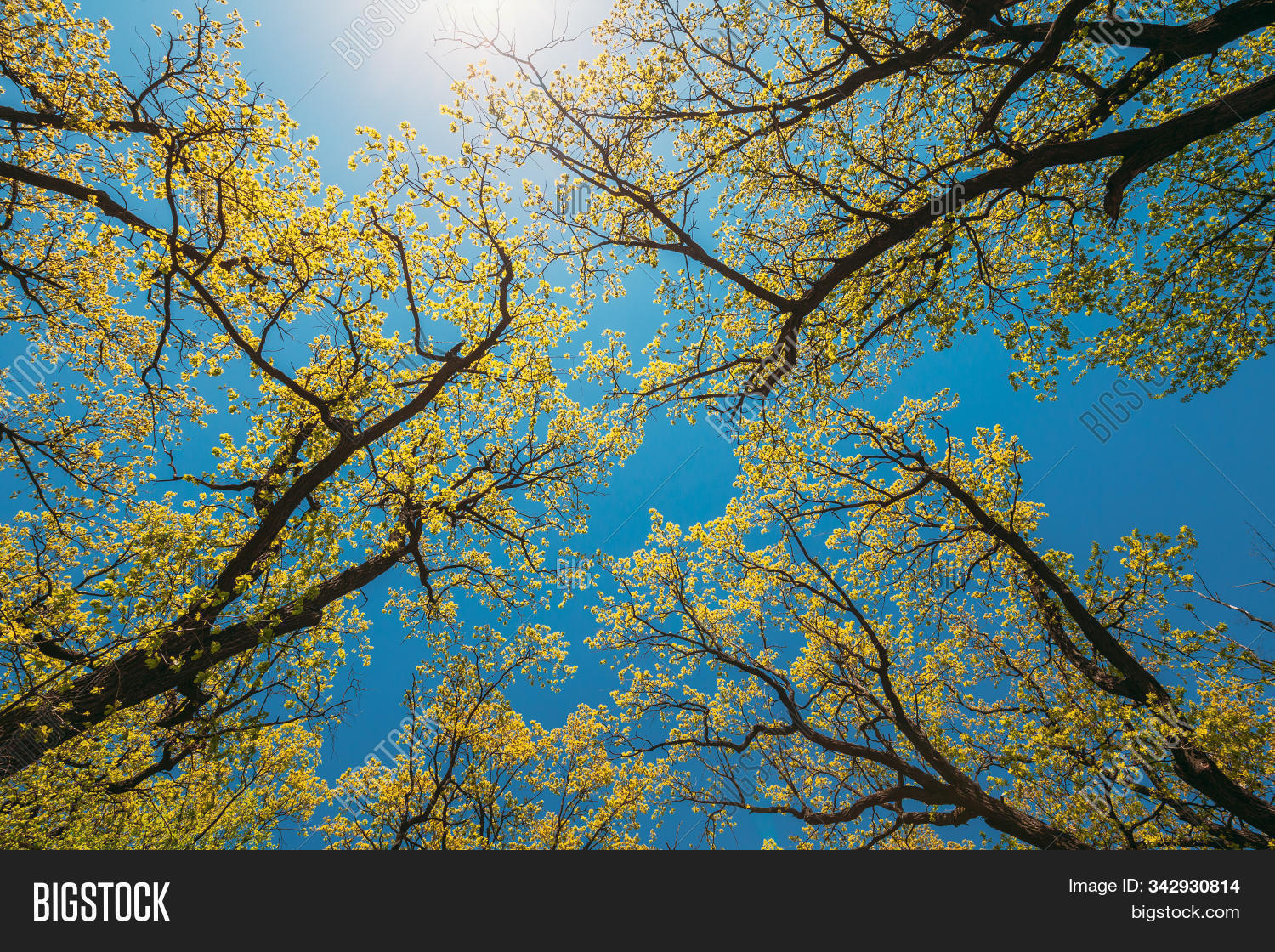 Canopy Tall Trees Image & Photo (Free Trial) | Bigstock