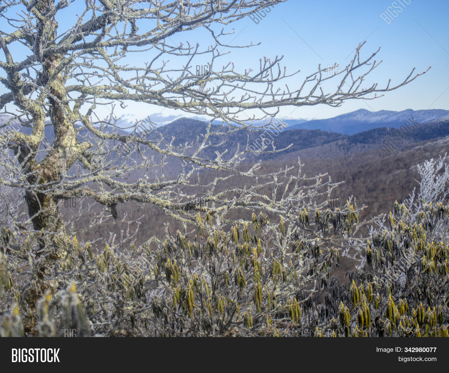 Winter Tree Blue Ridge Image & Photo (Free Trial) | Bigstock