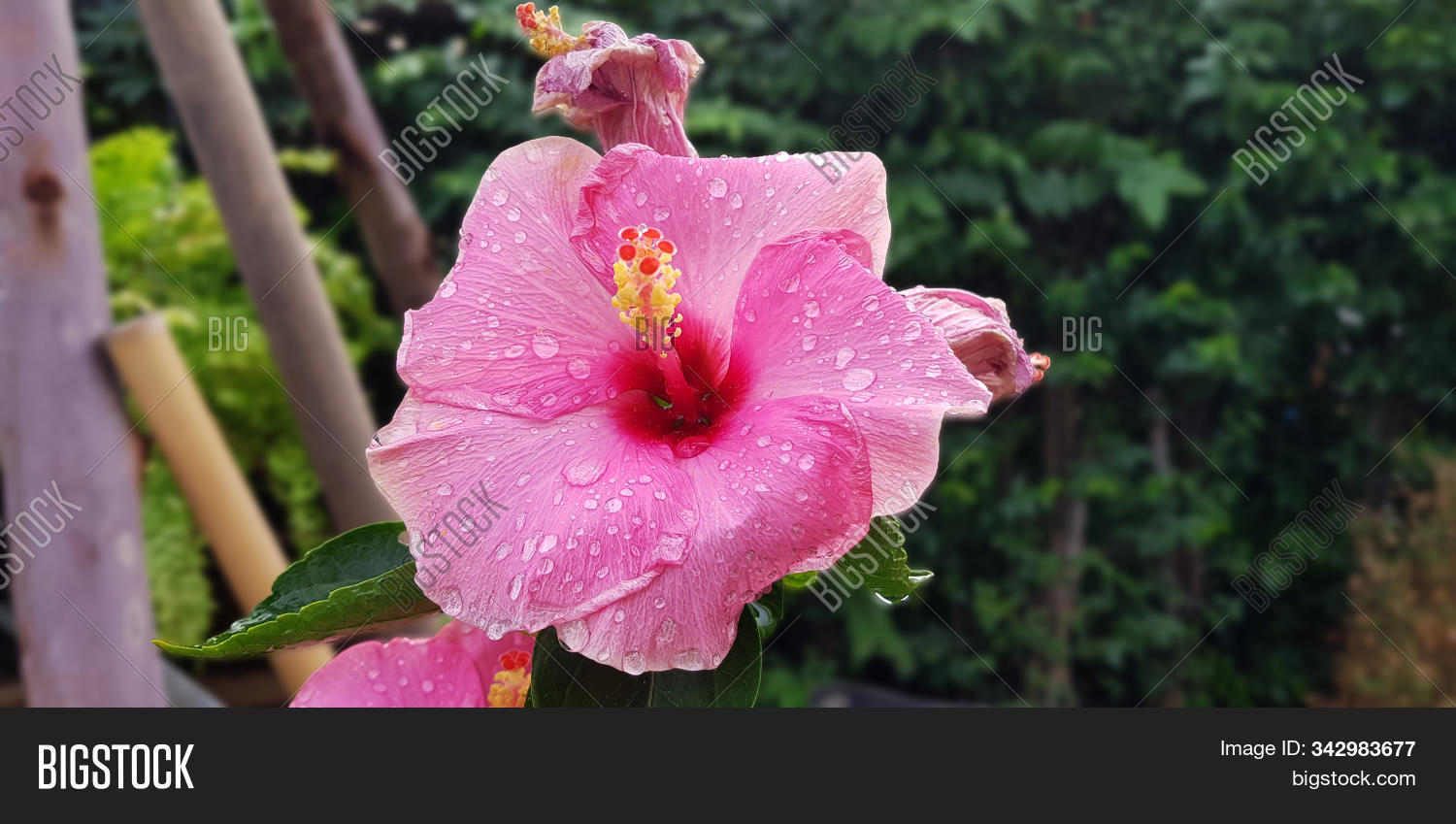 Close- Image Stamen Image & Photo (Free Trial) | Bigstock