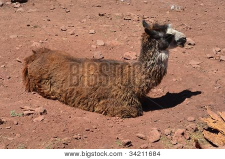 Llama Sitting Down Image & Photo (Free Trial) | Bigstock