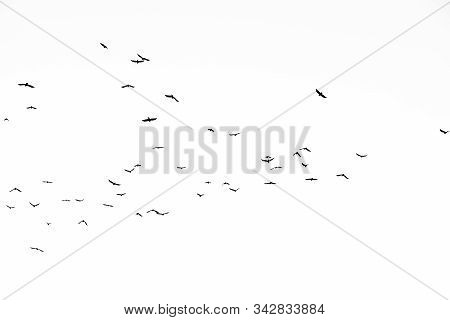Flying Crows Hi-res Image & Photo (Free Trial) | Bigstock