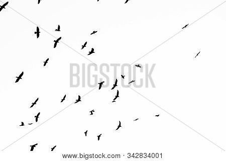 Flying Crows Hi-res Image & Photo (Free Trial) | Bigstock