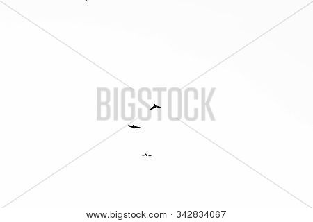 Flying Crows Hi-res Image & Photo (Free Trial) | Bigstock