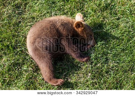 Cute Little Brown Bear Image & Photo (Free Trial) | Bigstock