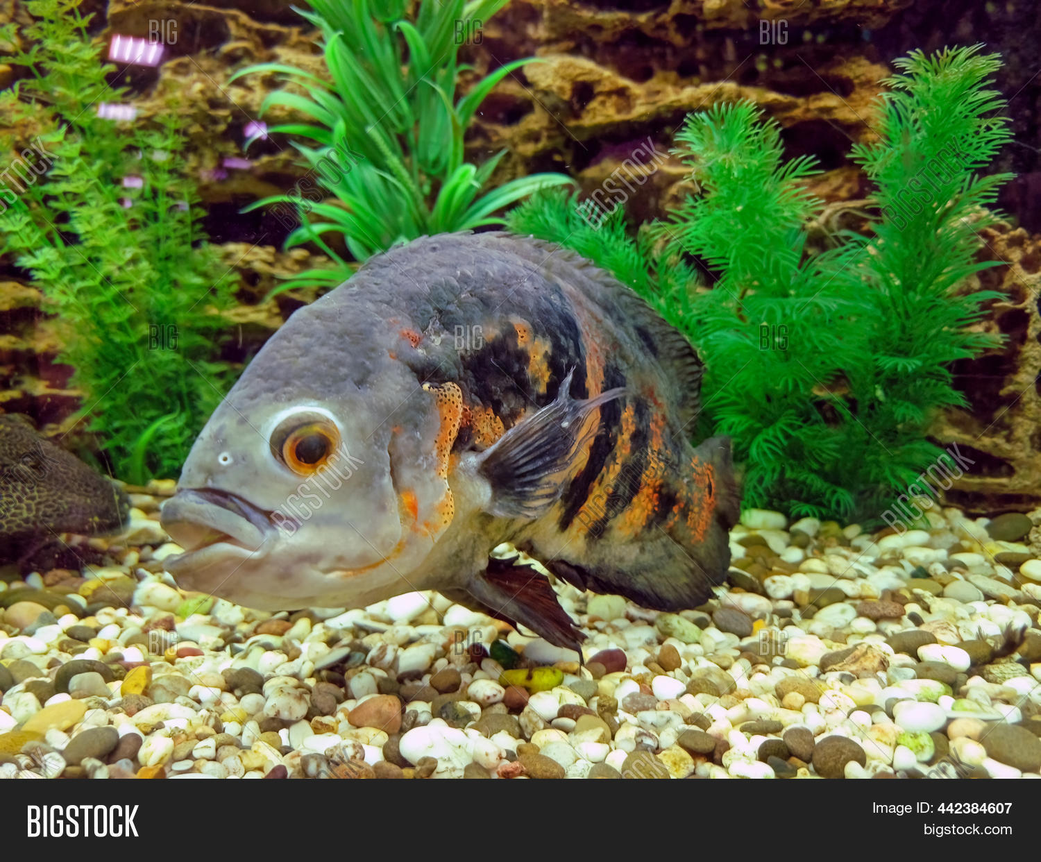 Tropical Fish Large Image & Photo (Free Trial) | Bigstock