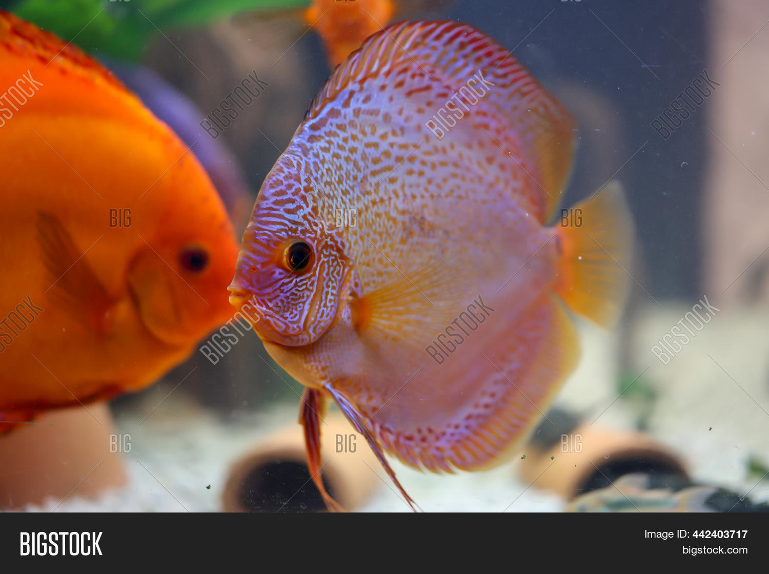 View Discus Fish Image & Photo (Free Trial) | Bigstock