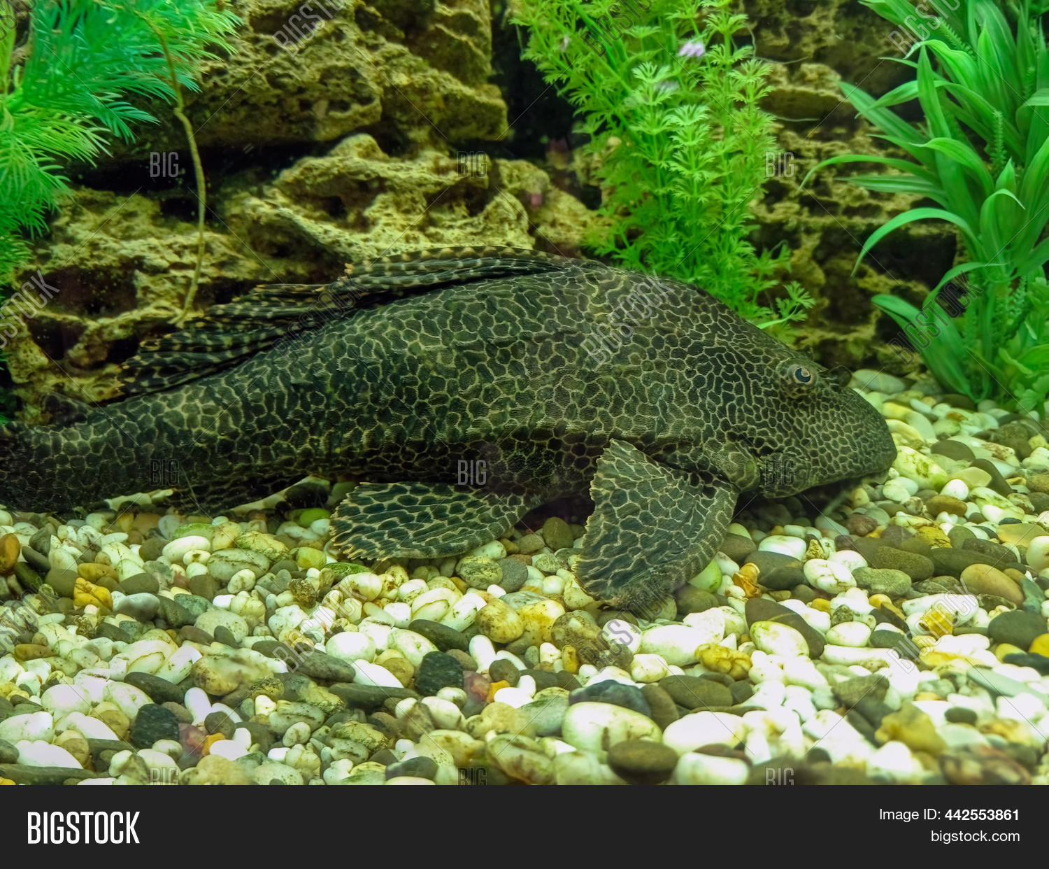 Tropical Fish Large Image & Photo (Free Trial) | Bigstock