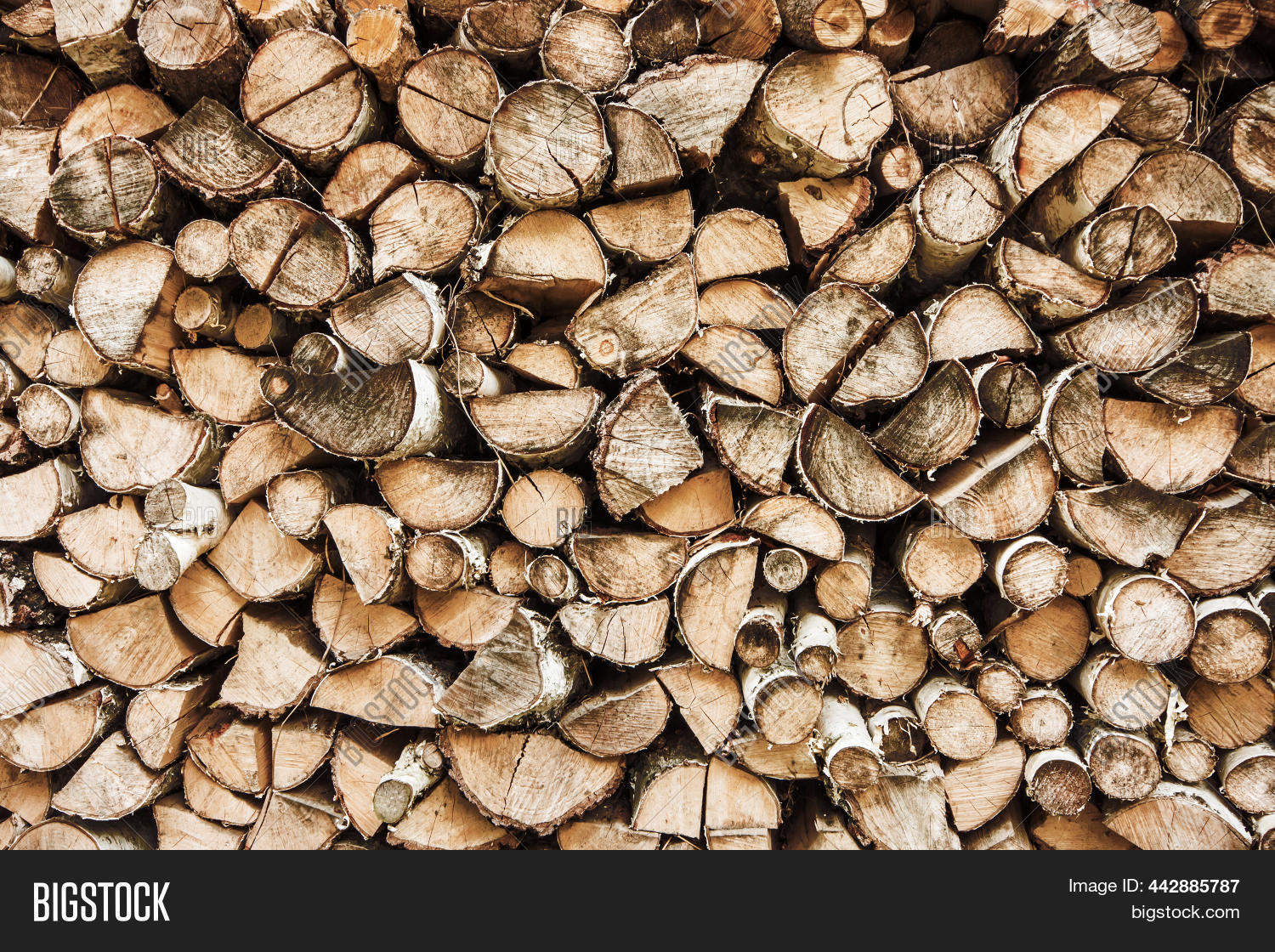 Tree Cut Cross Section Image & Photo (Free Trial) | Bigstock