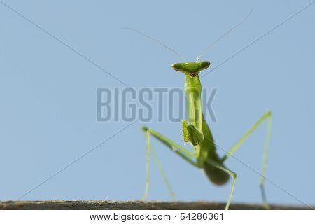 Praying Mantis West Image & Photo (Free Trial) | Bigstock