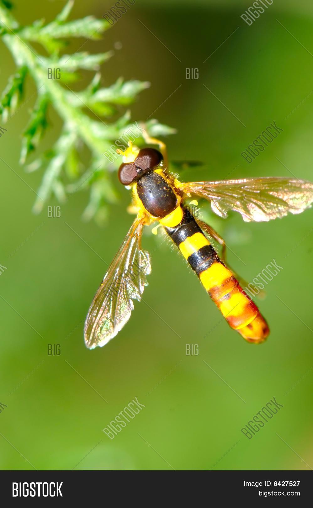 Hoverfly Image & Photo (Free Trial) | Bigstock