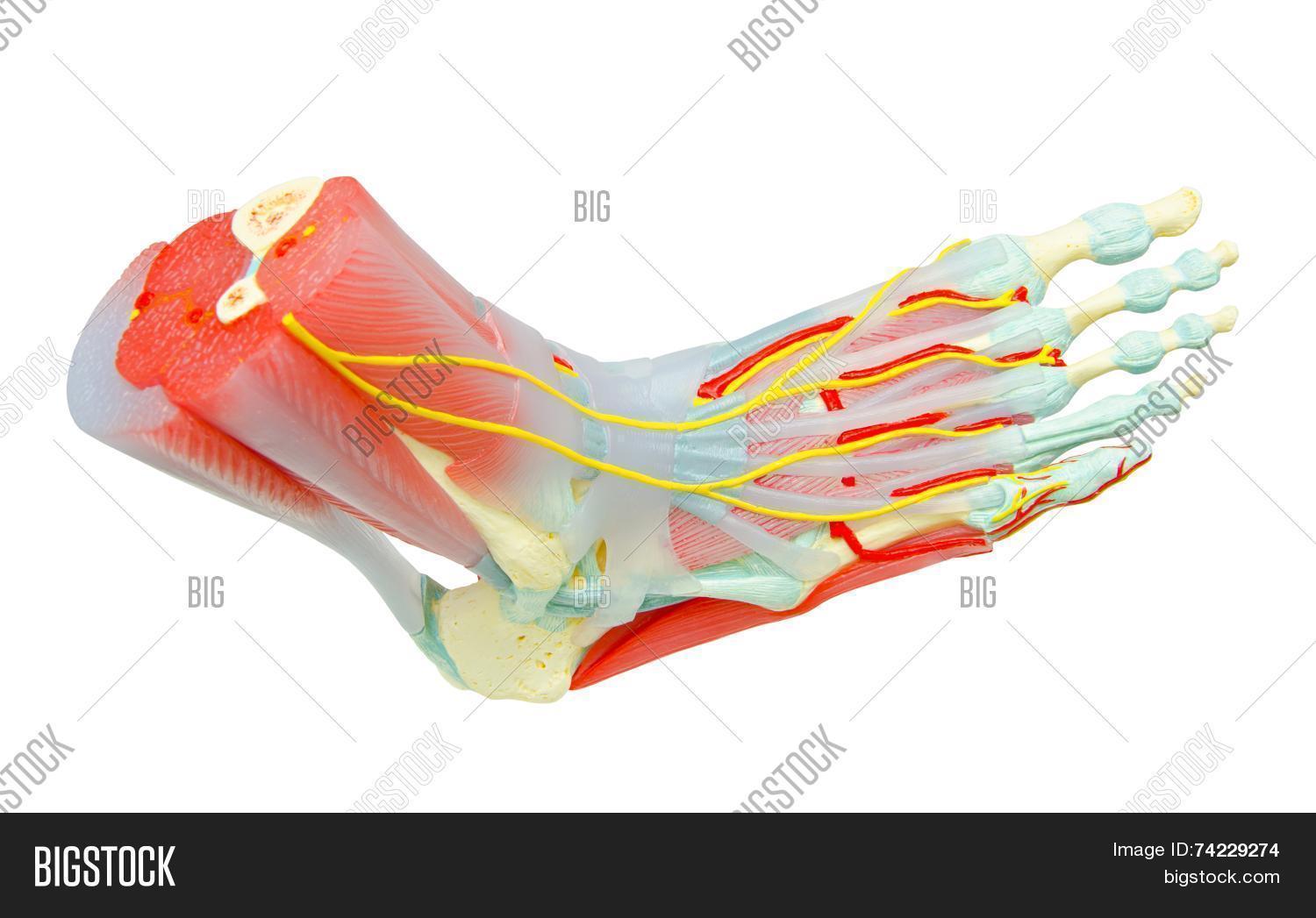 Human Foot Muscles Image & Photo (Free Trial) | Bigstock