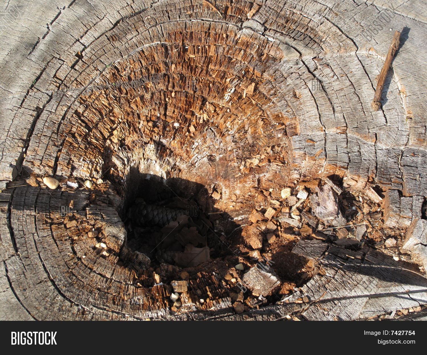 Wood Grain Tree Stump Image & Photo (Free Trial) | Bigstock
