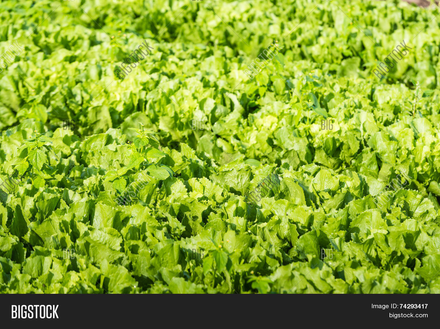 Endive Plants Field Image & Photo (Free Trial) | Bigstock