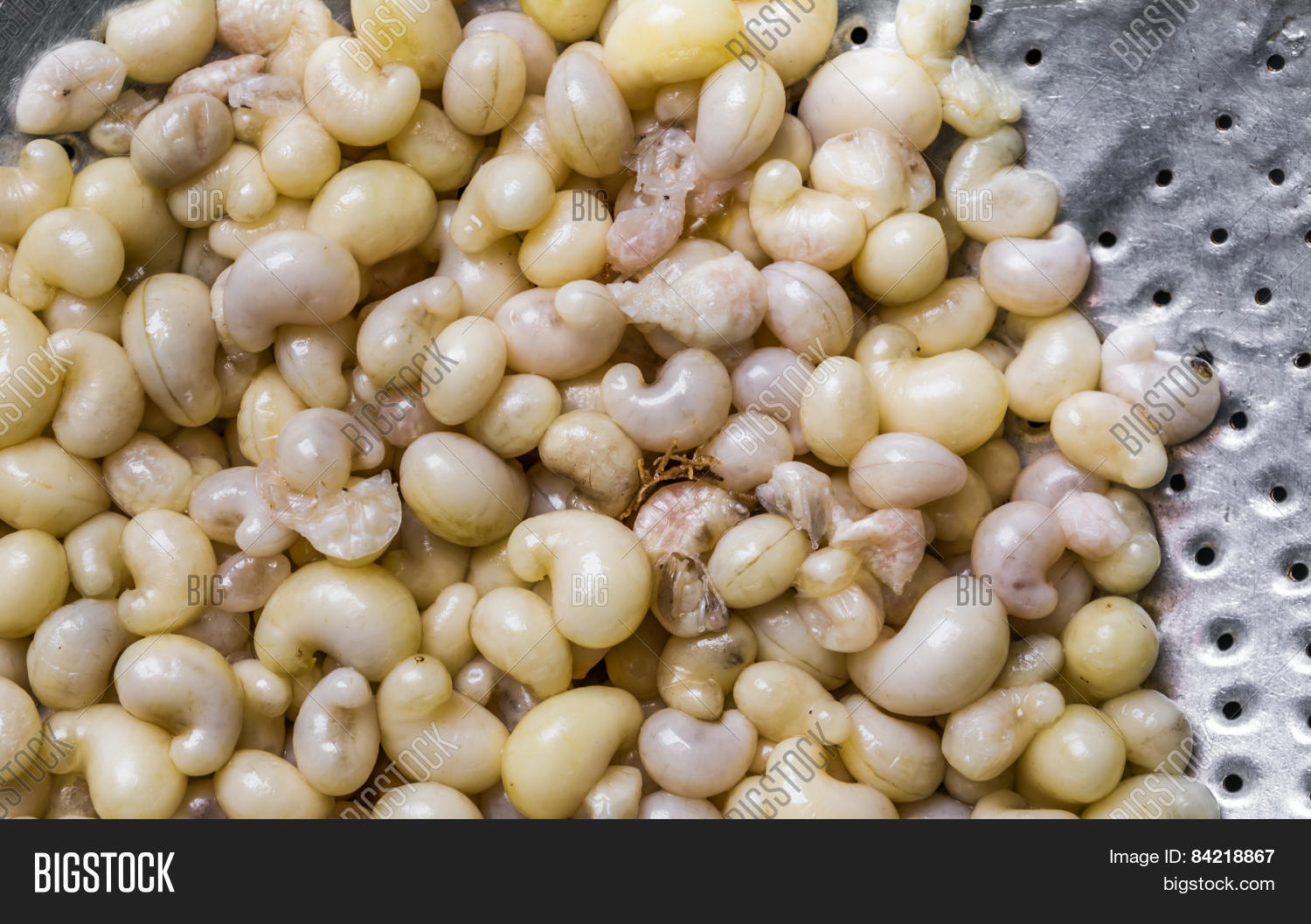 Subterranean Ant Egg Image & Photo (Free Trial) | Bigstock