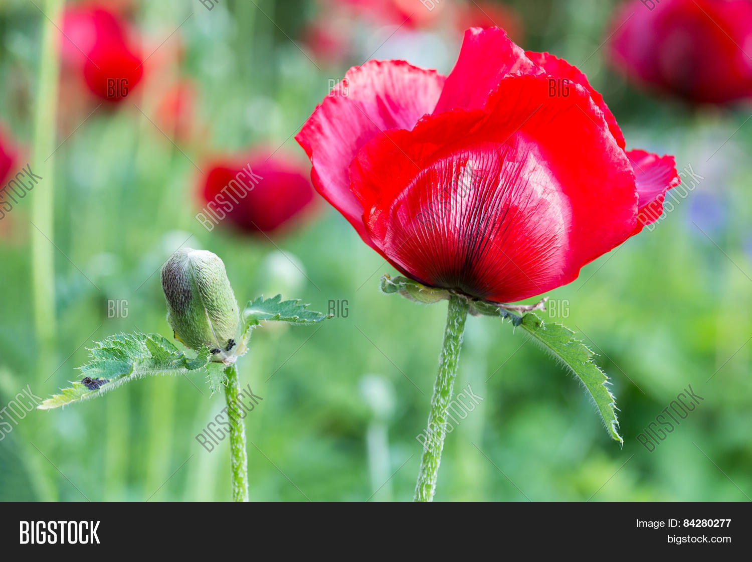 Red Corn Puppy Flower Image & Photo (Free Trial) | Bigstock