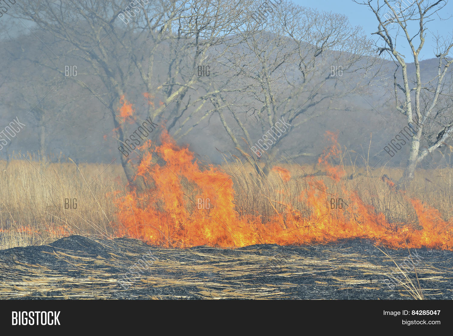 Flame Brushfire Image & Photo (Free Trial) | Bigstock