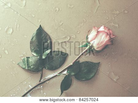 Rose Flower Lying On Image & Photo (Free Trial) | Bigstock