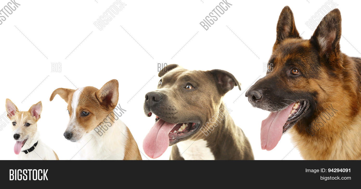 Dogs Row Isolated On Image & Photo (Free Trial) | Bigstock