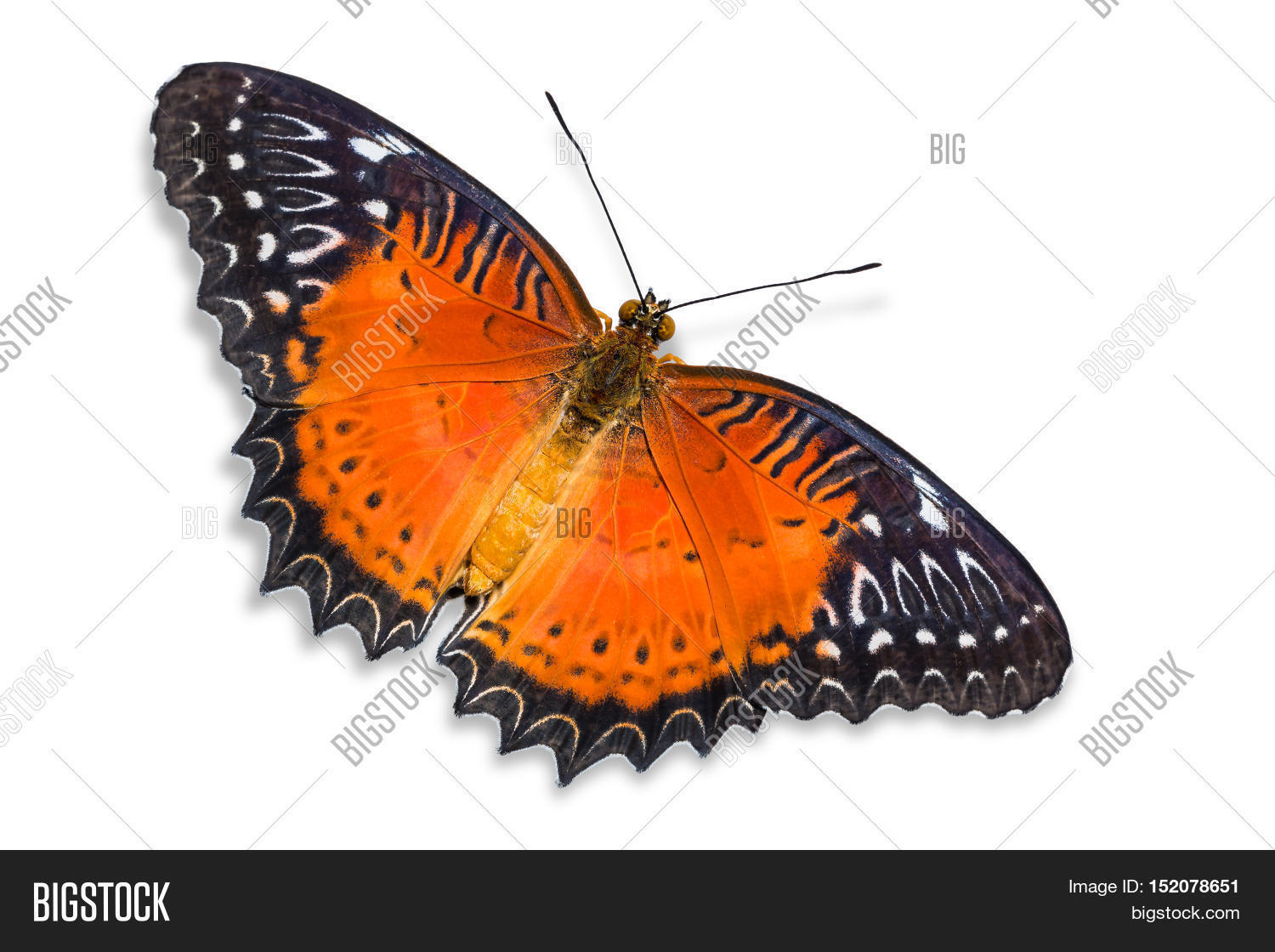 Red Lacewing Butterfly Image & Photo (Free Trial) | Bigstock