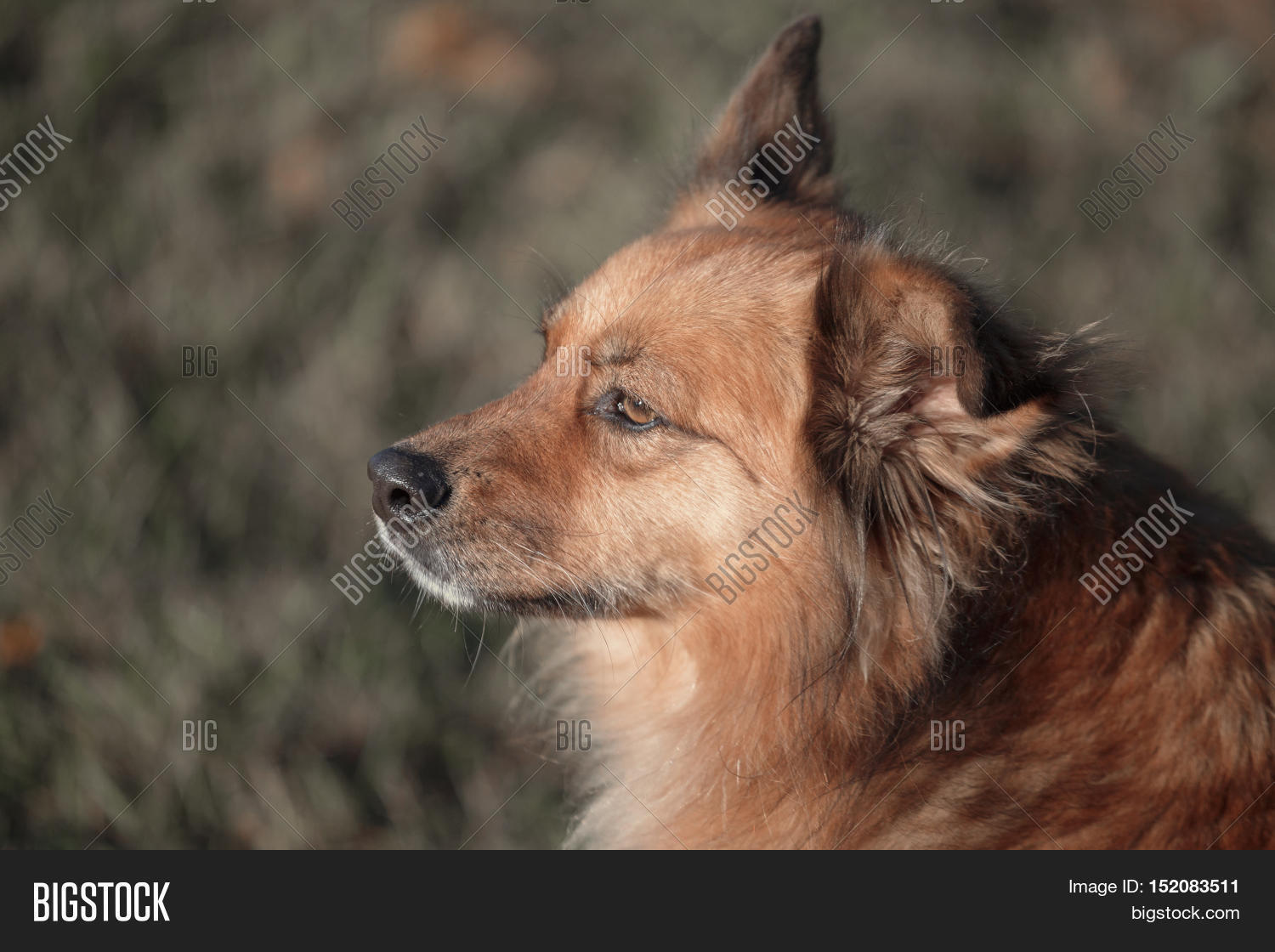 Redhead Yard Dog Sad Image & Photo (Free Trial) | Bigstock