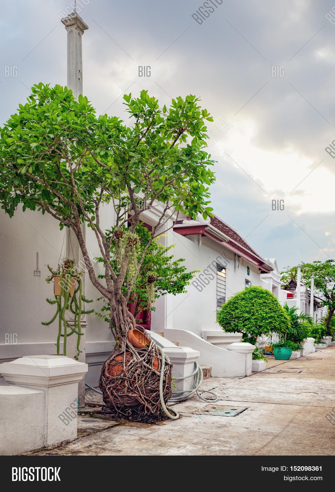 Tree Family Ficus Image & Photo (Free Trial) | Bigstock