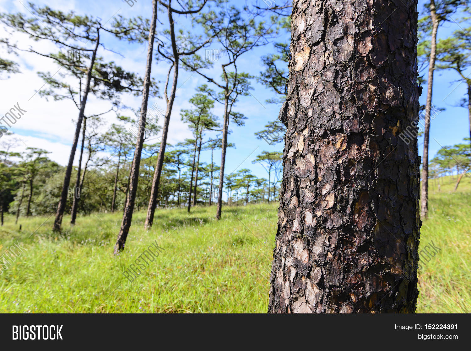 Close Trunk Pine Tree. Image & Photo (Free Trial) | Bigstock