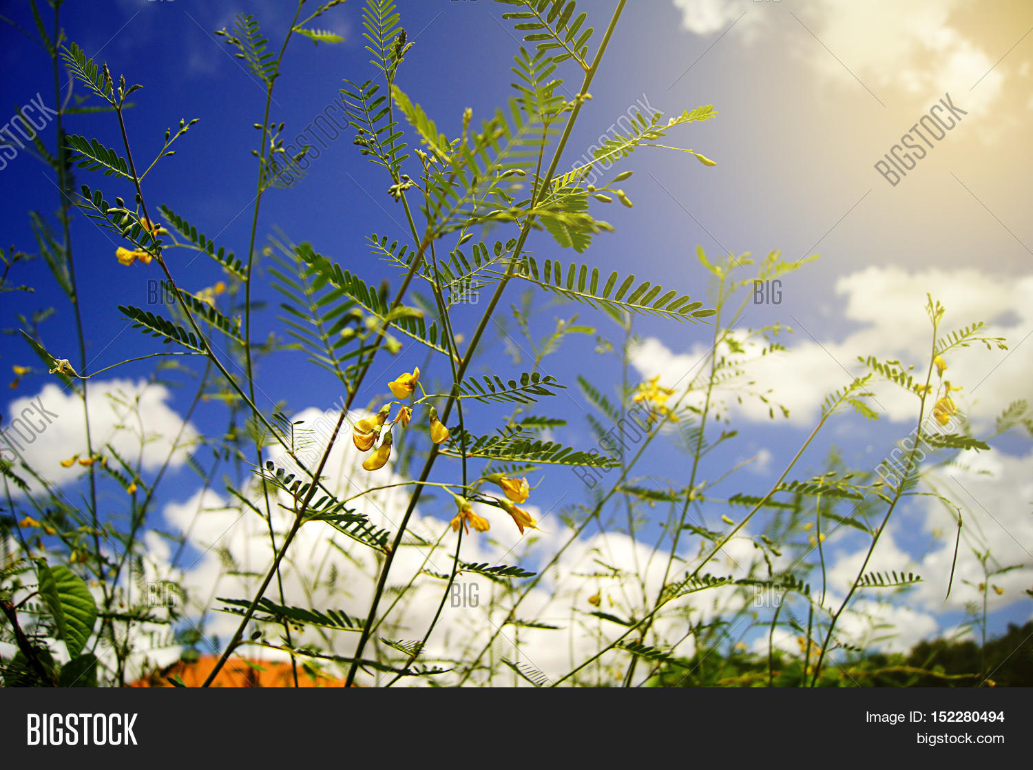Sesbania Javanica Image & Photo (Free Trial) | Bigstock